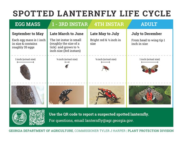 Spotted lanternfly alert - UAC