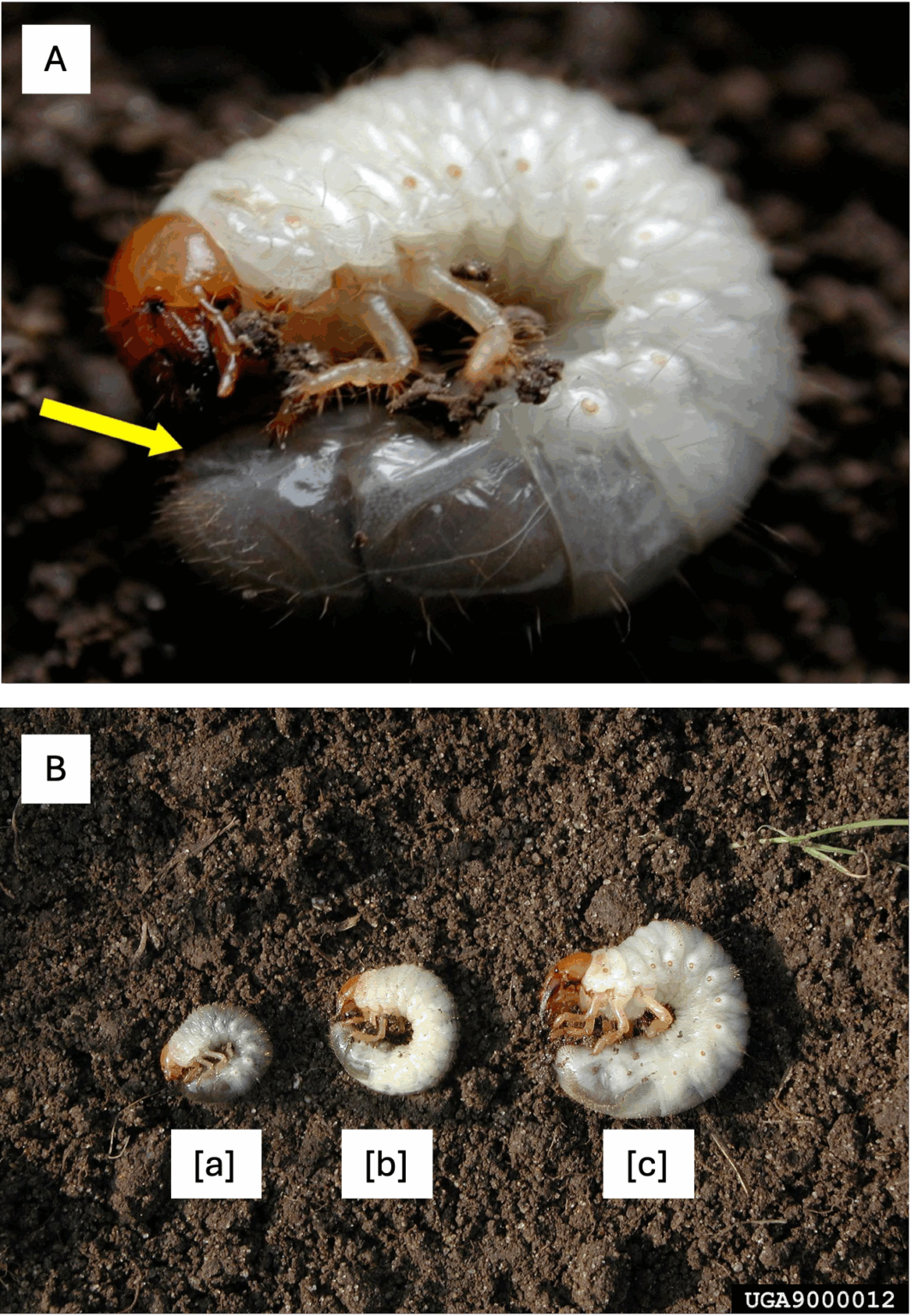 White Grubs in Georgia Turfgrass: Biology, Identification, and ...